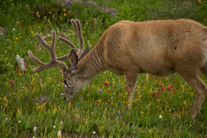 backpacking Archives - Montana Wild